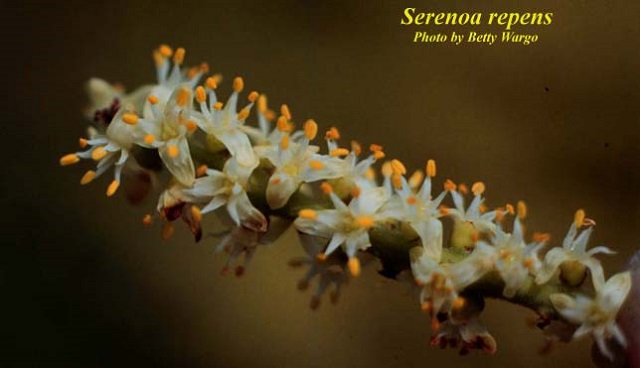 Saw Palmetto, Serenoa repens